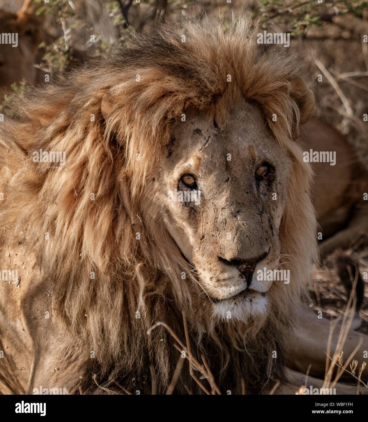 Adult male lion lies down in the short dry grass of Botswana Stock ...