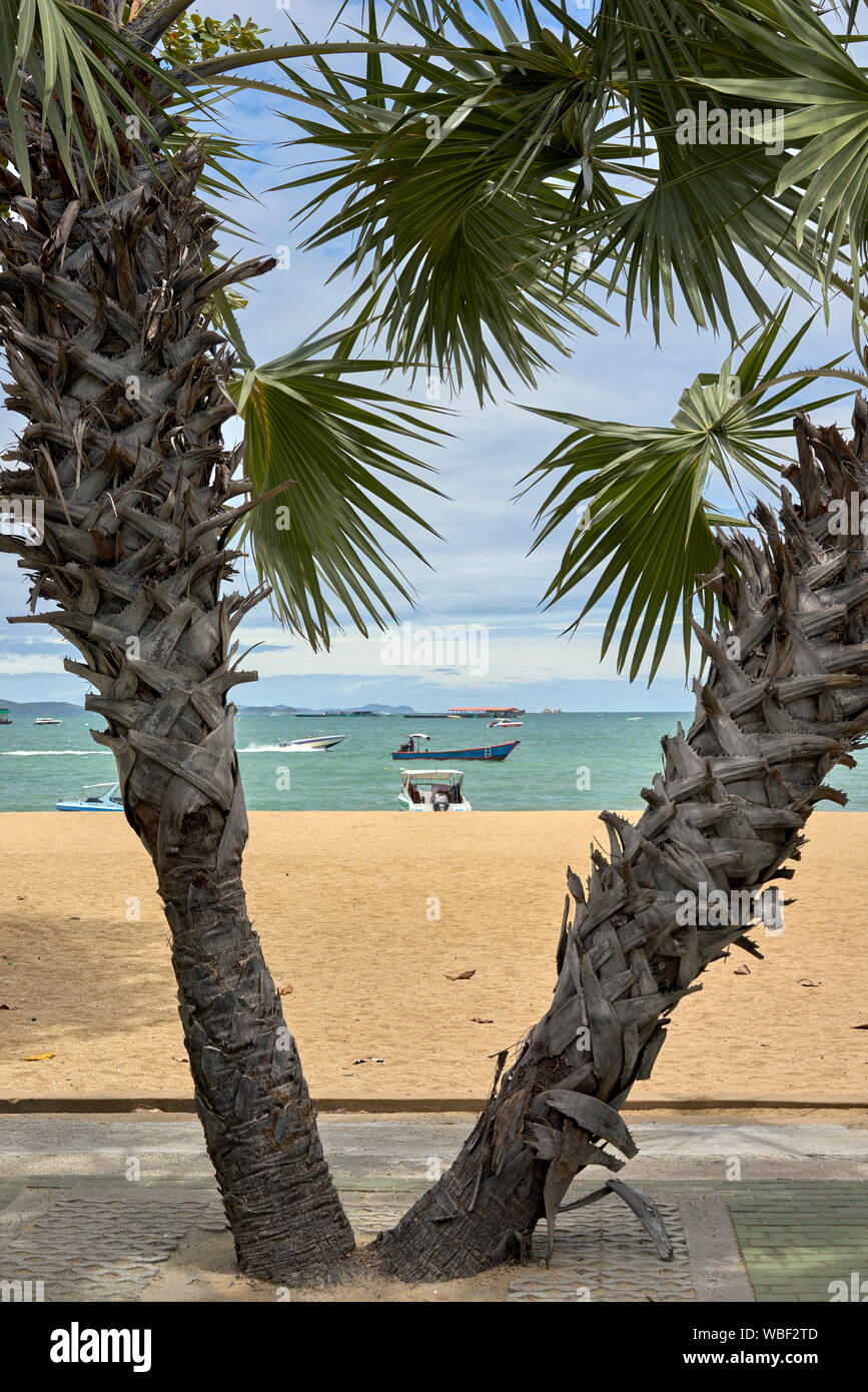 Sabal palm trees hi-res stock photography and images - Alamy
