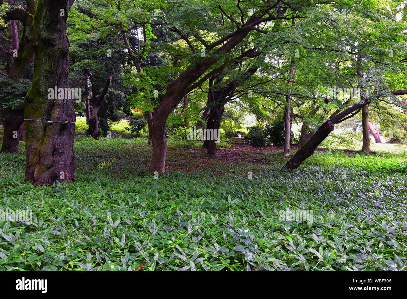 Traditional Japanese gardens in public parks in Tokyo, Japan. Views of ...