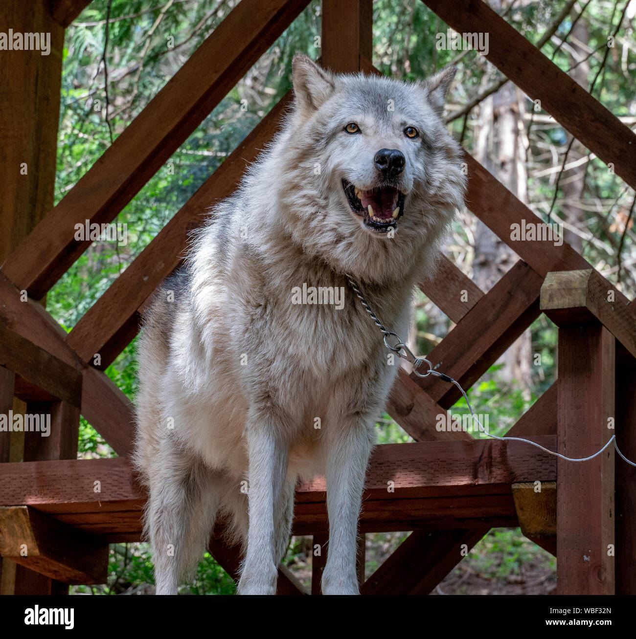 Animal sanctuary fence wolf hi-res stock photography and images - Alamy