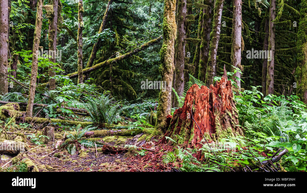 green summer forest at south canada summer time Stock Photo - Alamy