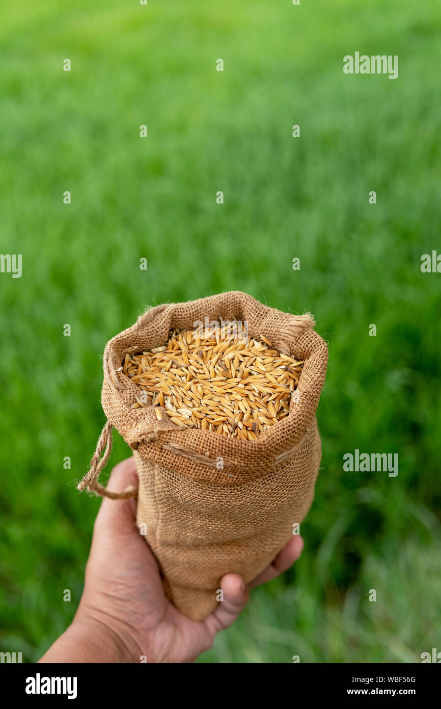 Hand bags of paddy sacks green rice background Stock Photo - Alamy
