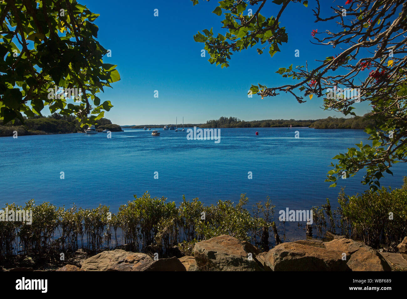 Calm wide blue waters of Myall River hemmed with trees under blue sky ...