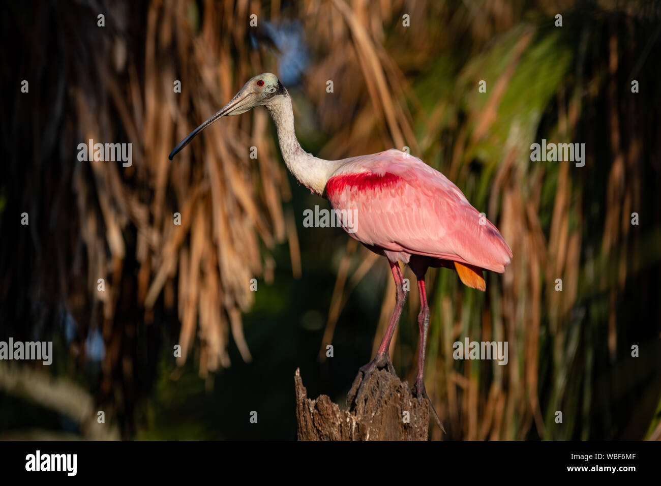 Roseate flamingo hi-res stock photography and images - Alamy