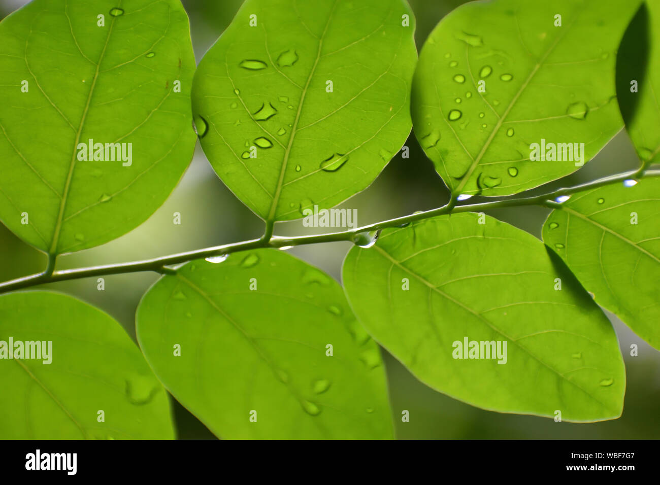 tree leaf and water drop Stock Photo - Alamy