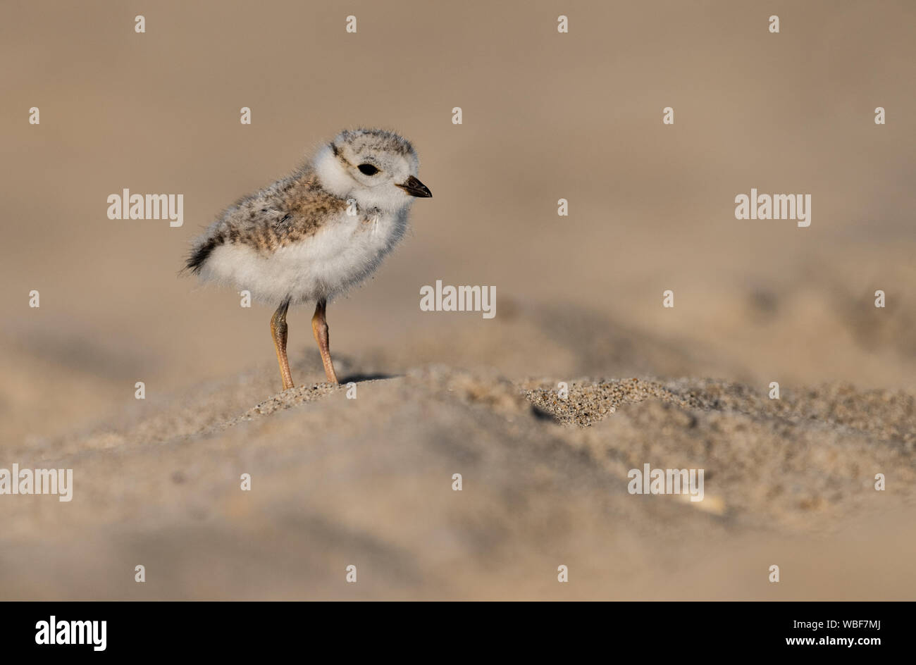 Piping Plover on the Beach Stock Photo - Alamy