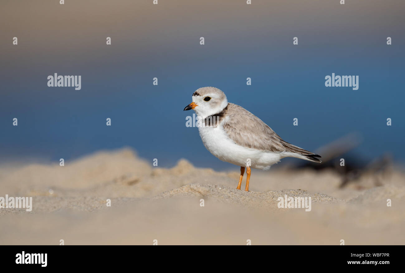 Piping Plover on the Beach Stock Photo - Alamy