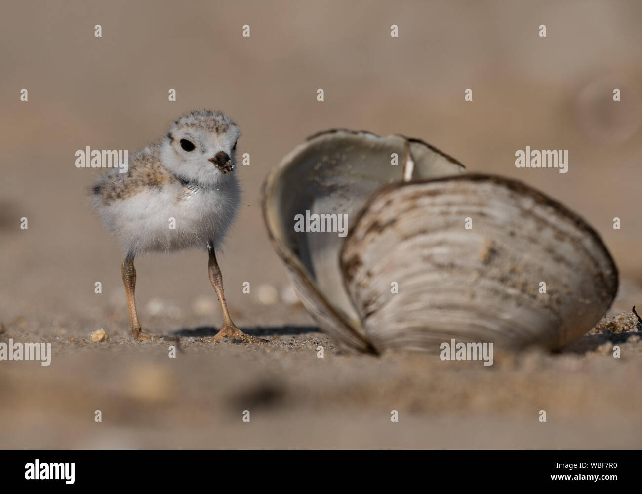 Piping Plover Fly High Resolution Stock Photography and Images - Alamy