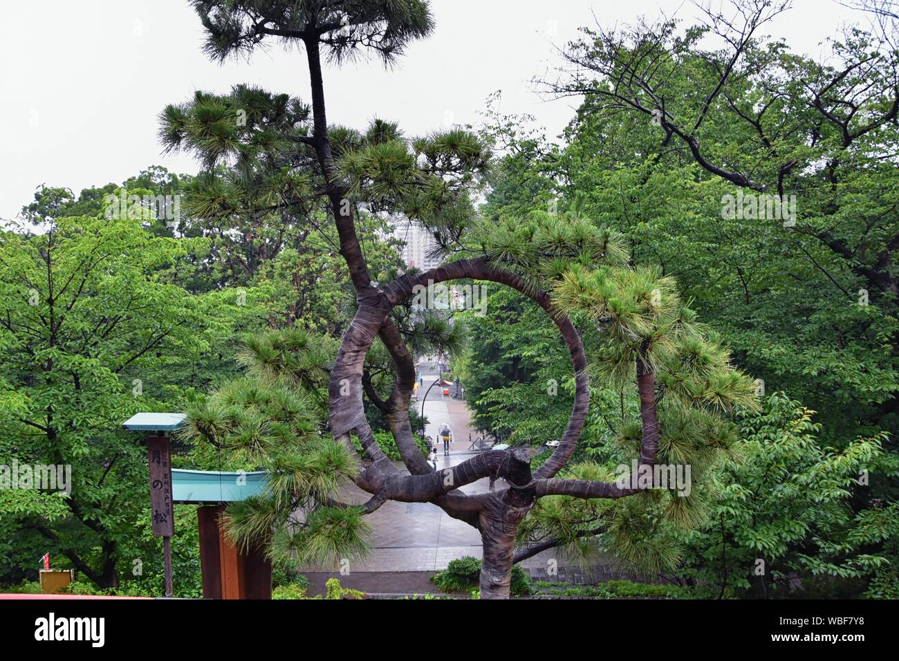 Traditional Japanese gardens in public parks in Tokyo, Japan. Views of ...