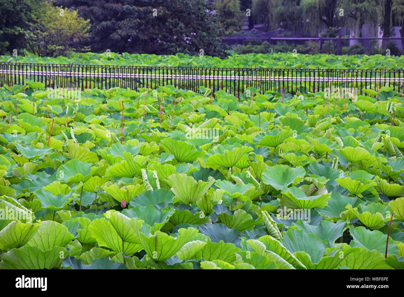 Traditional Japanese gardens in public parks in Tokyo, Japan. Views of ...