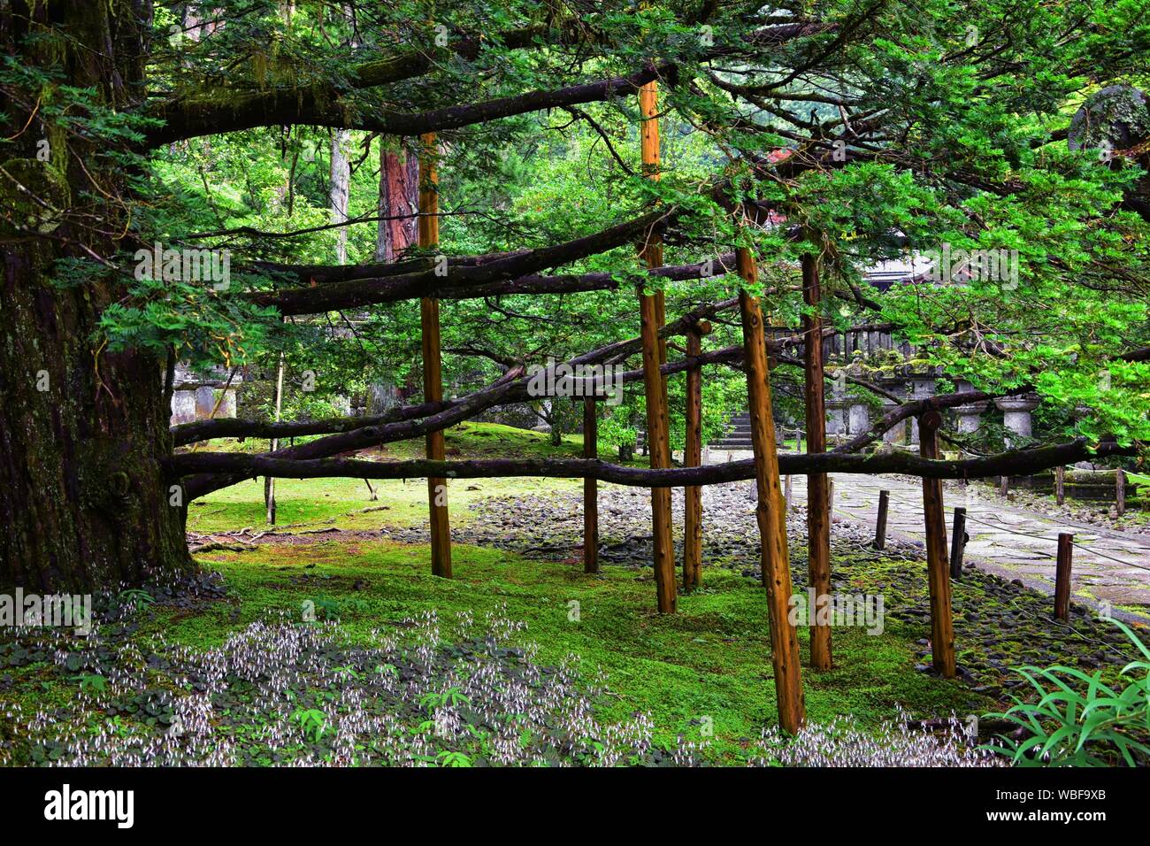Traditional Japanese gardens in public parks in Tokyo, Japan. Views of ...