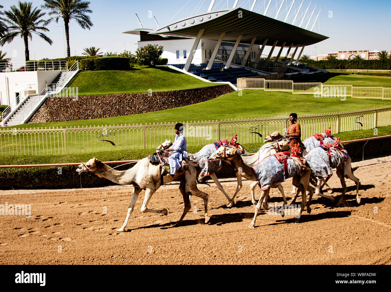 Dubai, UAE, Mar 21, 2018 - Six camels being trained to race, two with ...