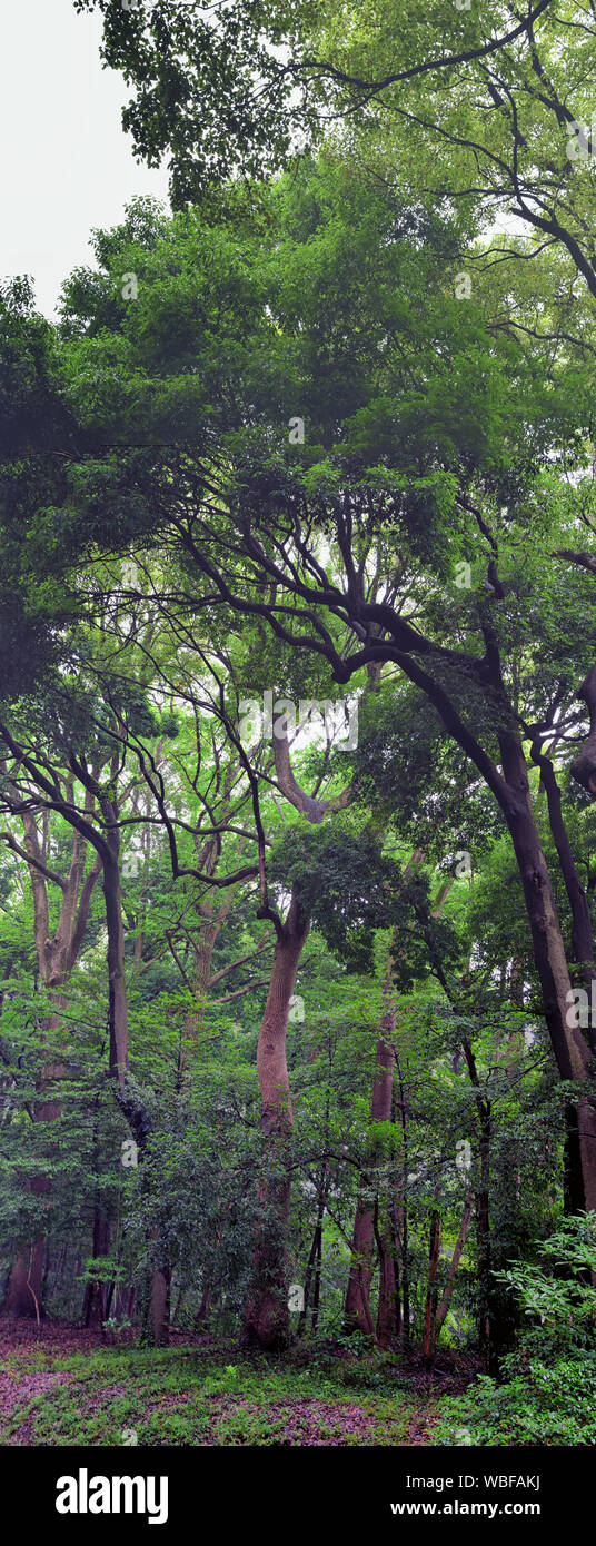 Traditional Japanese gardens in public parks in Tokyo, Japan. Views of ...