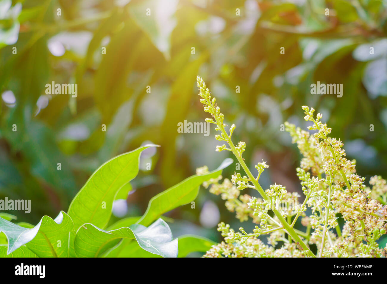 Close up to mango flower blossom and red ant on tree in agriculture ...
