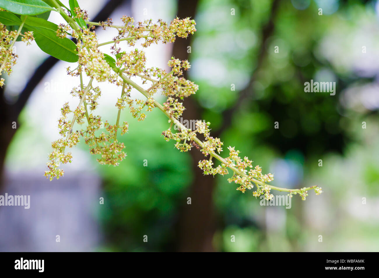 Close up to mango flower blossom and red ant on tree in agriculture ...