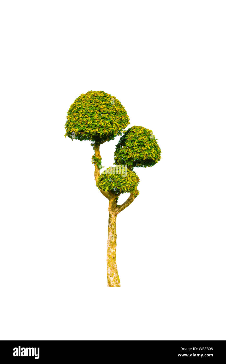 dwarf tamarind tree beautiful on white background Stock Photo - Alamy