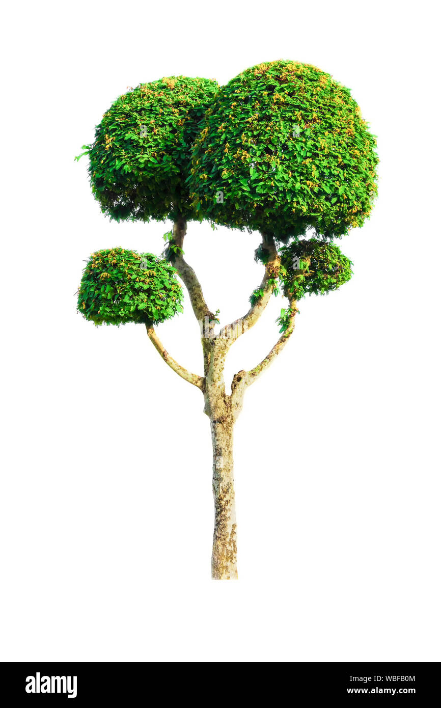 dwarf tamarind tree beautiful on white background Stock Photo - Alamy