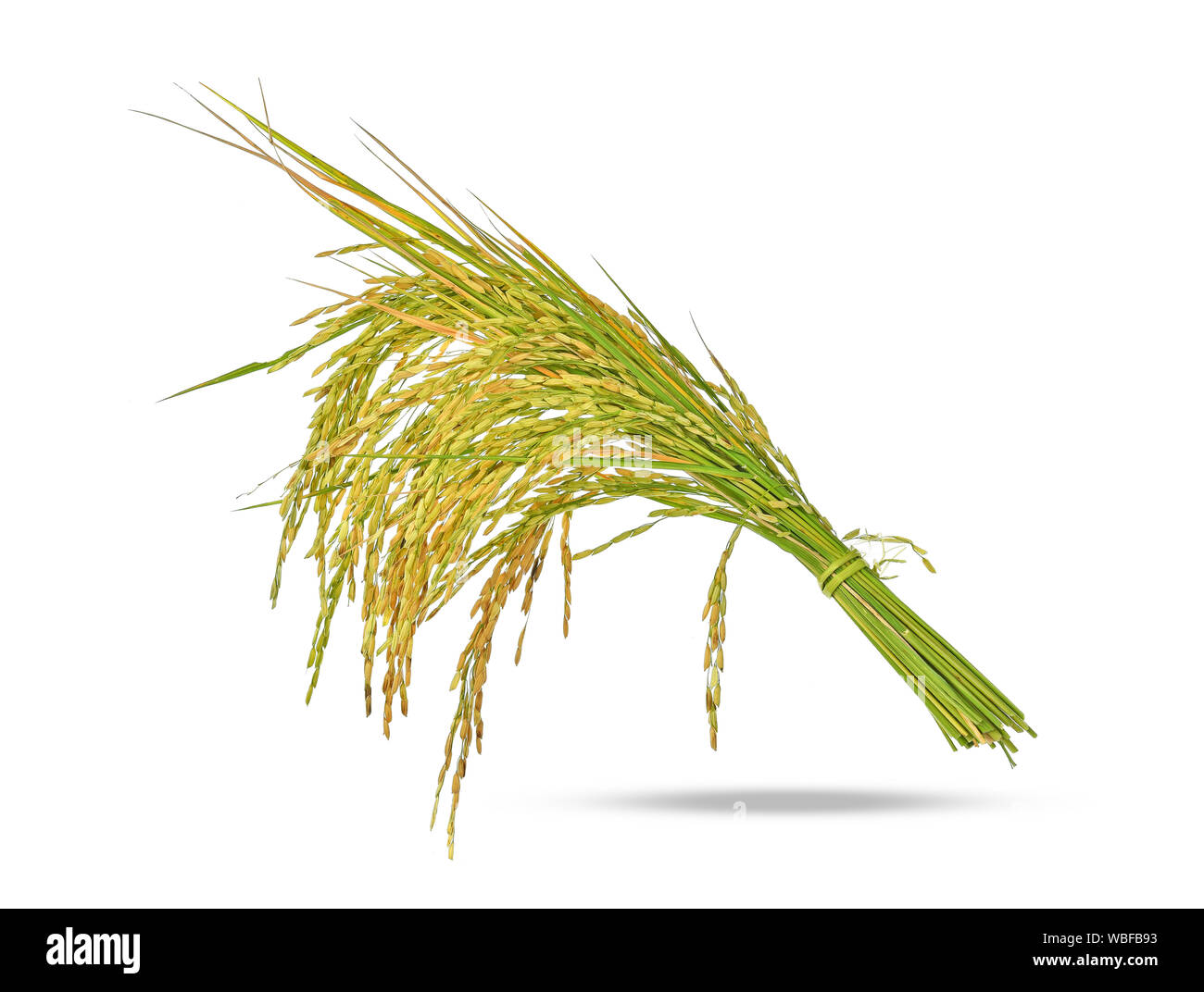 Ear of rice on white background Stock Photo - Alamy