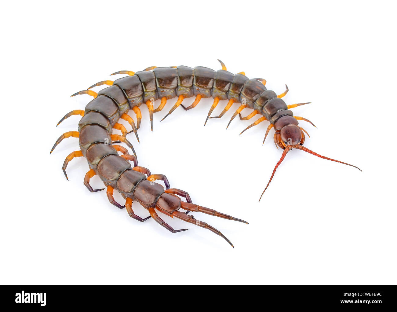 A centipede isolated on white background Stock Photo - Alamy