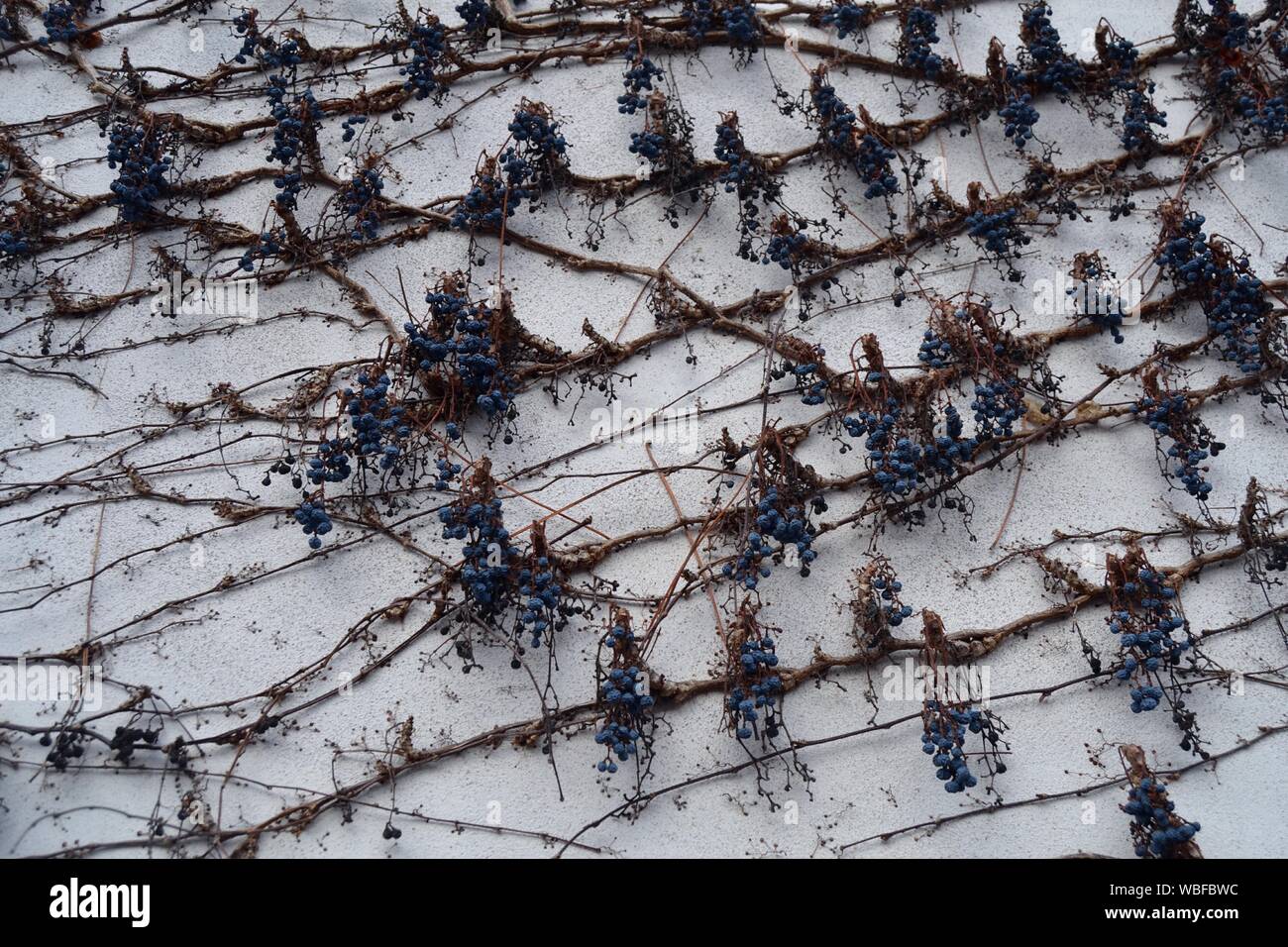 Grape vine growing on wall hi-res stock photography and images - Alamy