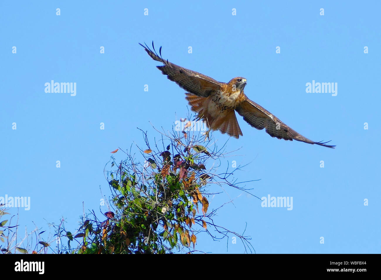 Hawk flying above hi-res stock photography and images - Alamy