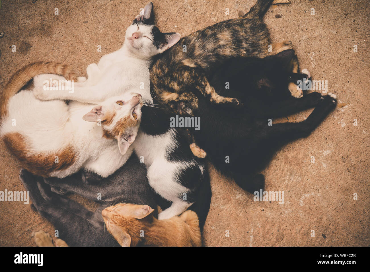 Group stray cats hi-res stock photography and images - Alamy