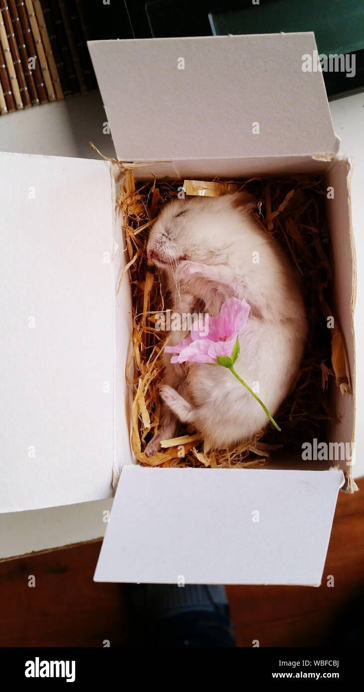 Dead box hi-res stock photography and images - Alamy