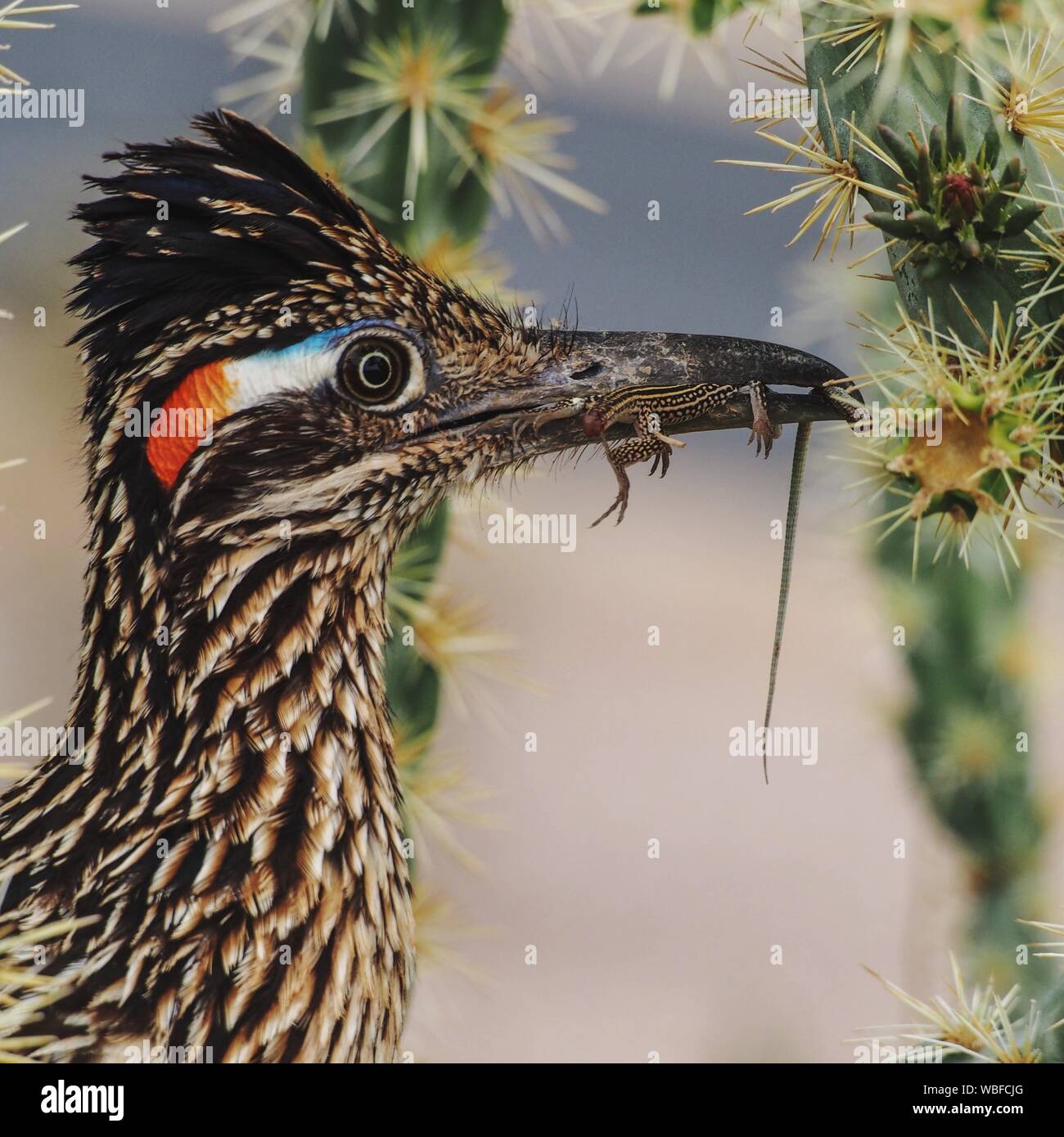 Animals eating cactus hi-res stock photography and images - Alamy