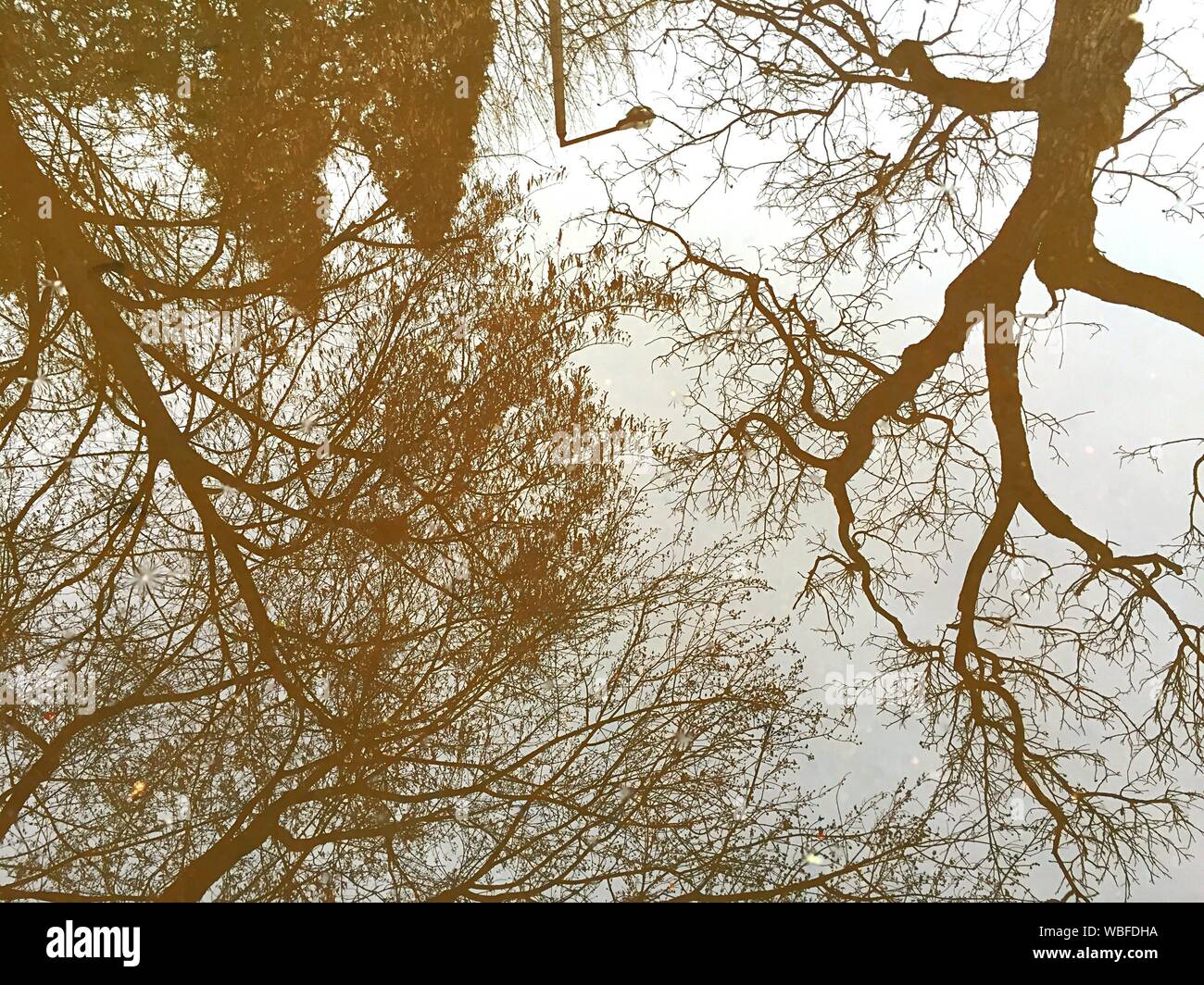 Reflection tree in puddle branch hi-res stock photography and images - Alamy