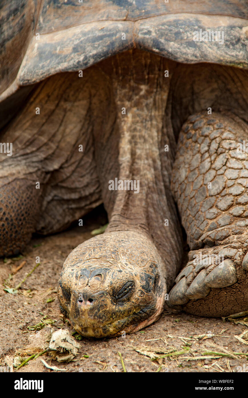 Giant tortoise espanola giant tortoise hi-res stock photography and ...