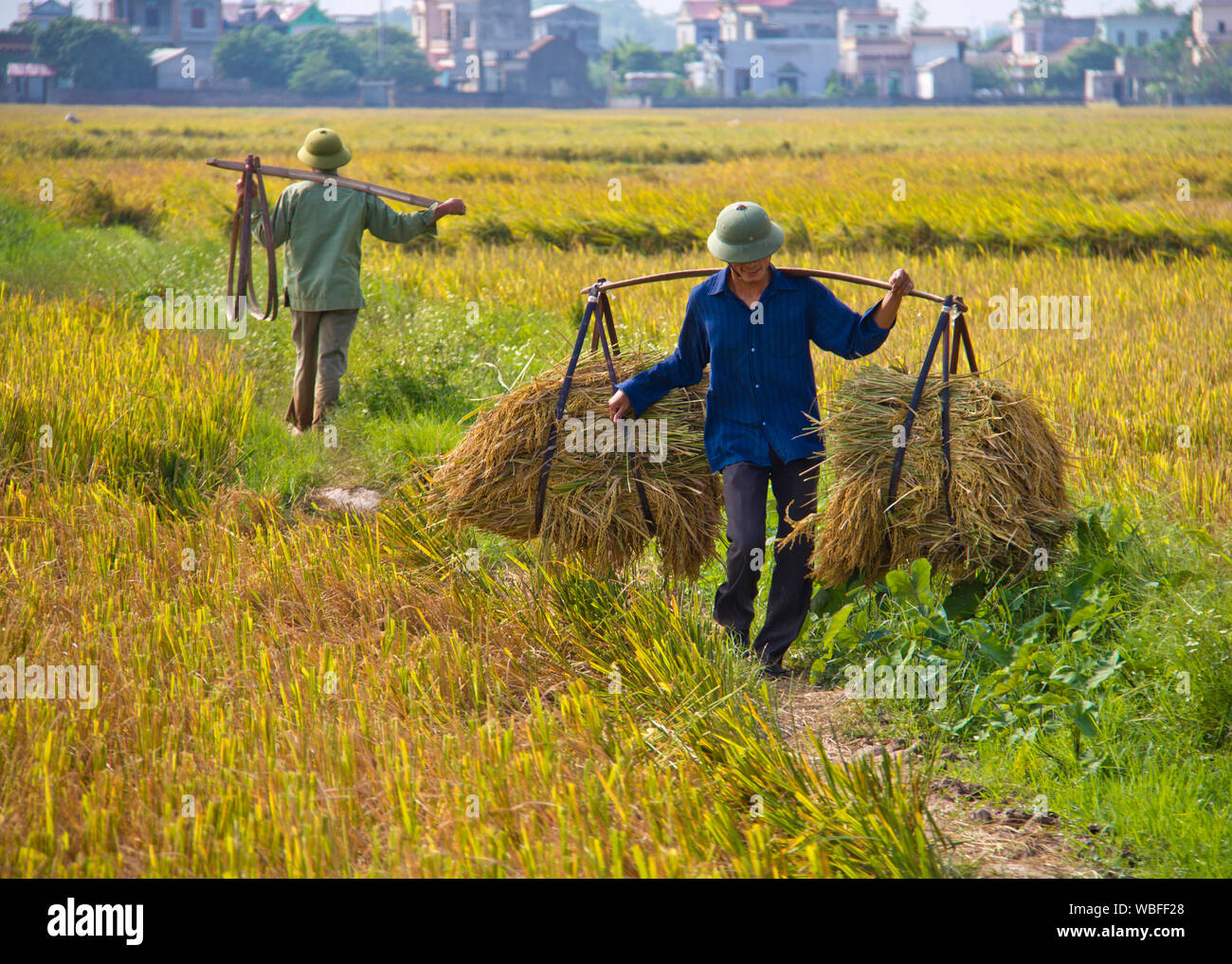 Sapa, Vietnam - Oct 22, 2011: Farmers harvest rice Stock Photo - Alamy