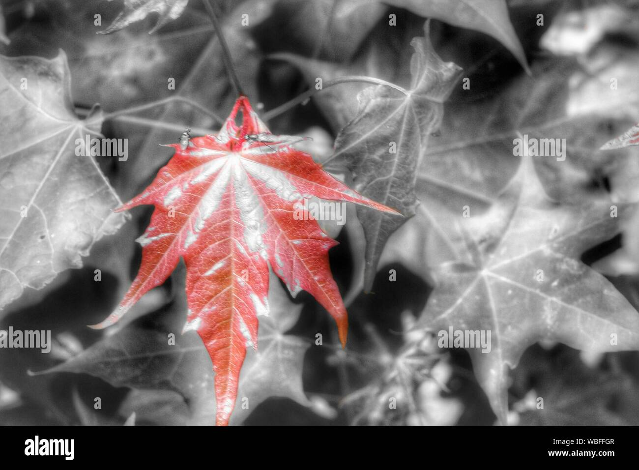 Maple tree insects hi-res stock photography and images - Alamy