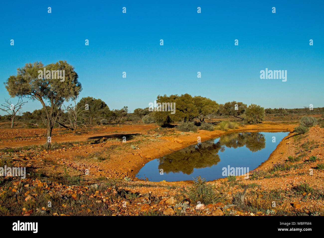 Outback Australian landscape, blue sky and low trees on red stony ...