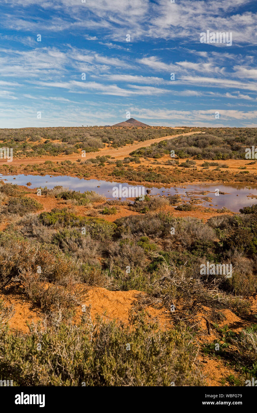 Saltbush australia hi-res stock photography and images - Alamy