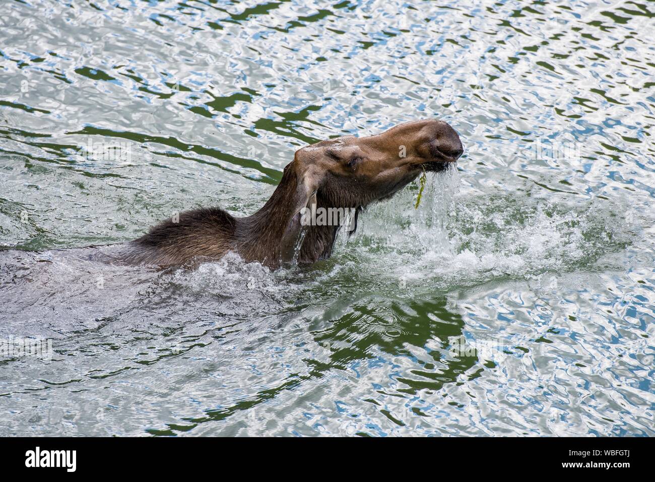 Swimming moose hi-res stock photography and images - Alamy