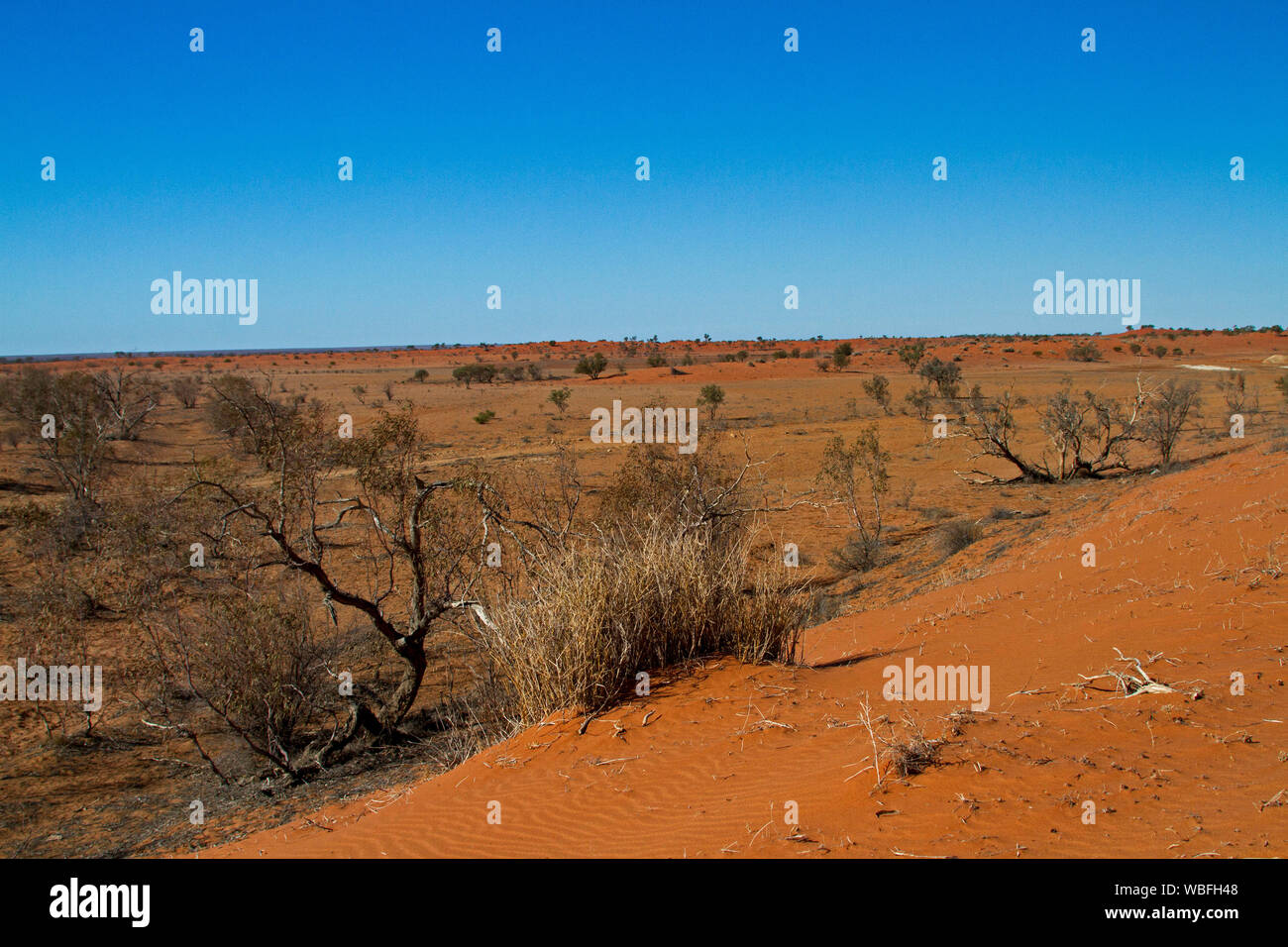 Australian outback landscape with red sand dunes daubed with low shrubs ...