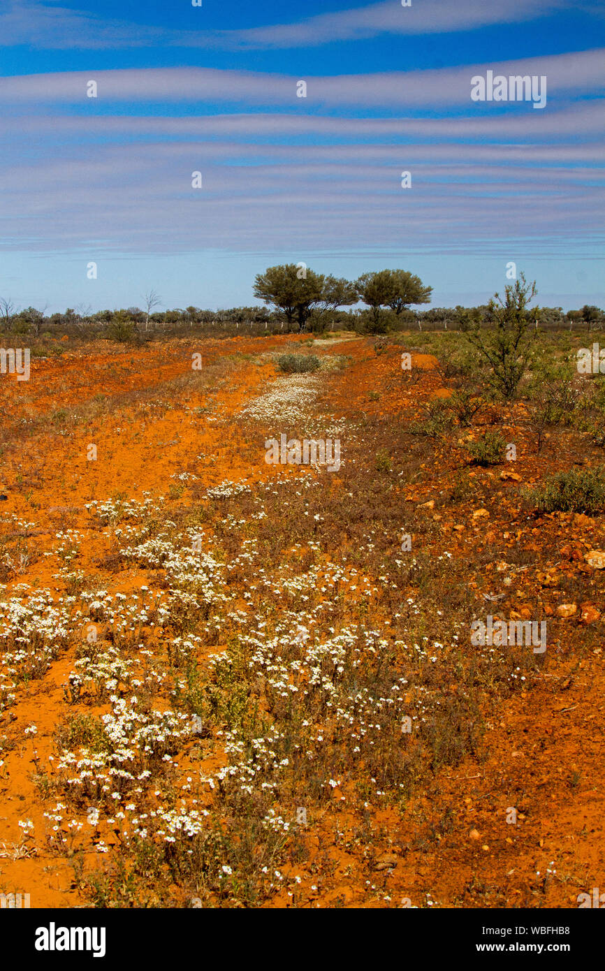 Wildflowers queensland australia hi-res stock photography and images ...