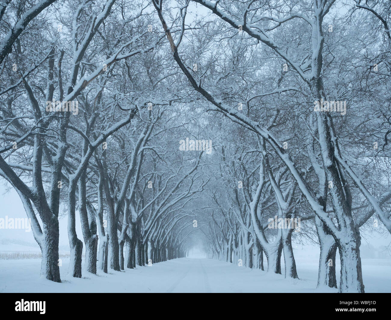Snow-covered trees lining a lane with snow on the branches and trunk ...