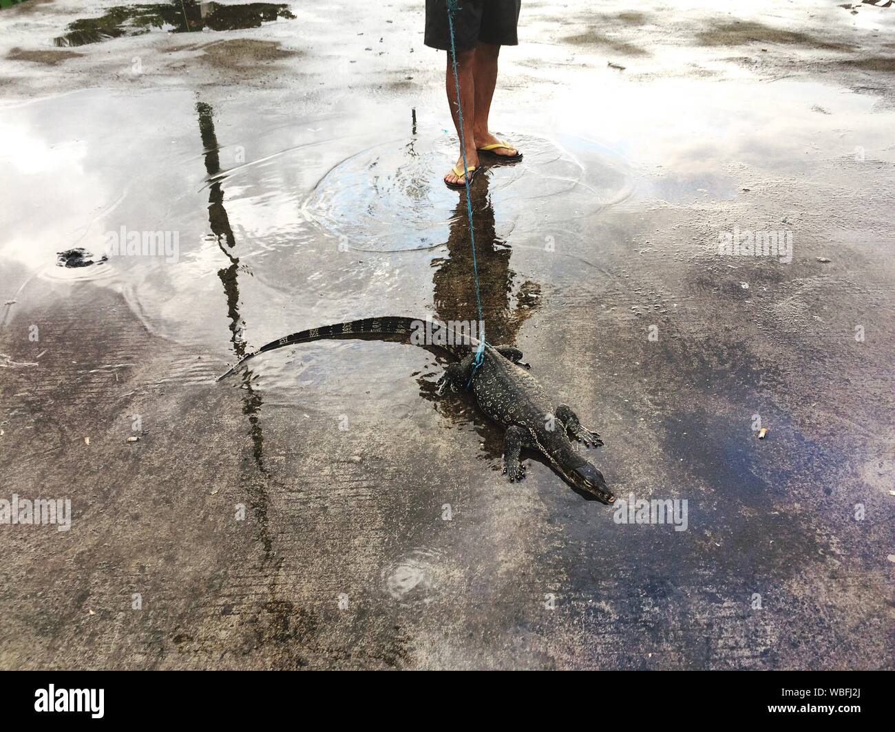 Monitor lizard standing hi-res stock photography and images - Alamy