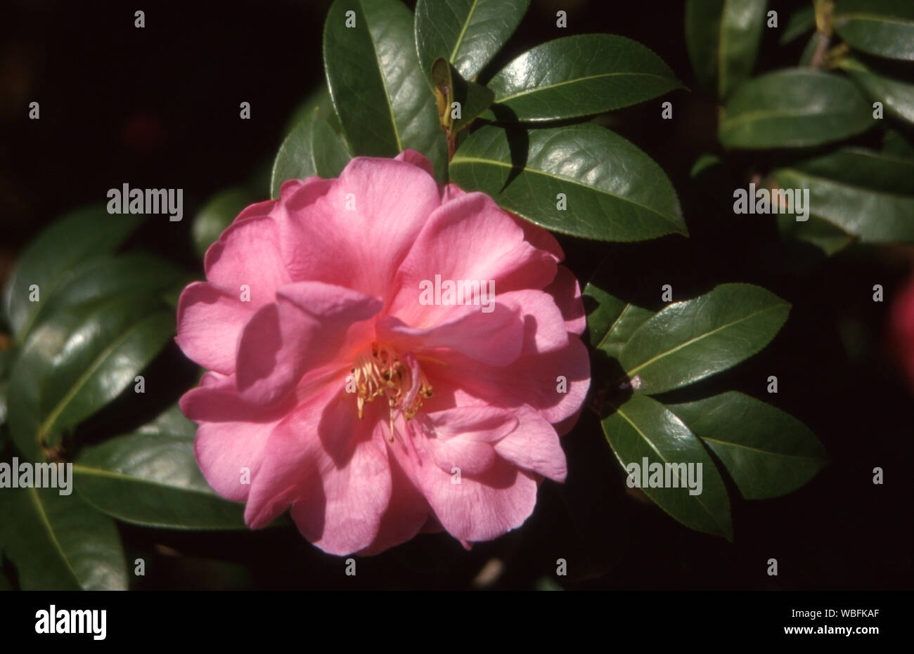 CLOSE-UP OF A PINK CAMELLIA RETICULATA FLOWER Stock Photo - Alamy
