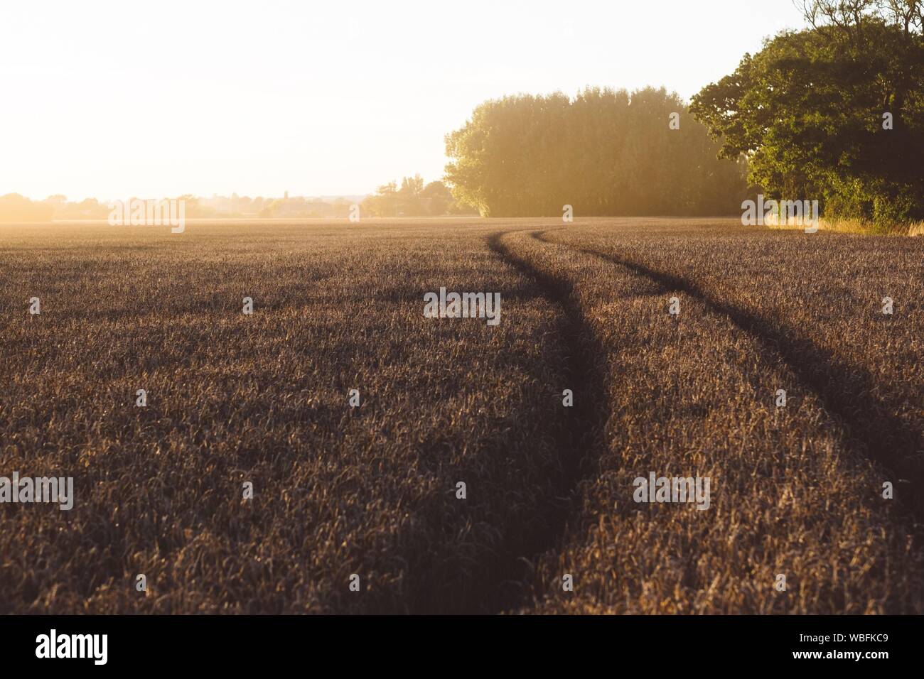 Tracks in grassy field hi-res stock photography and images - Alamy