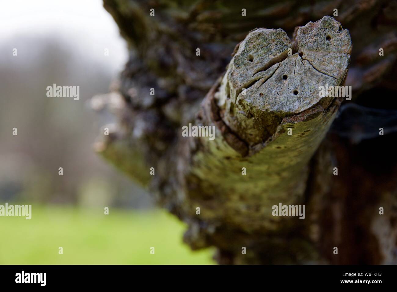 Branch trunk tree hi-res stock photography and images - Alamy