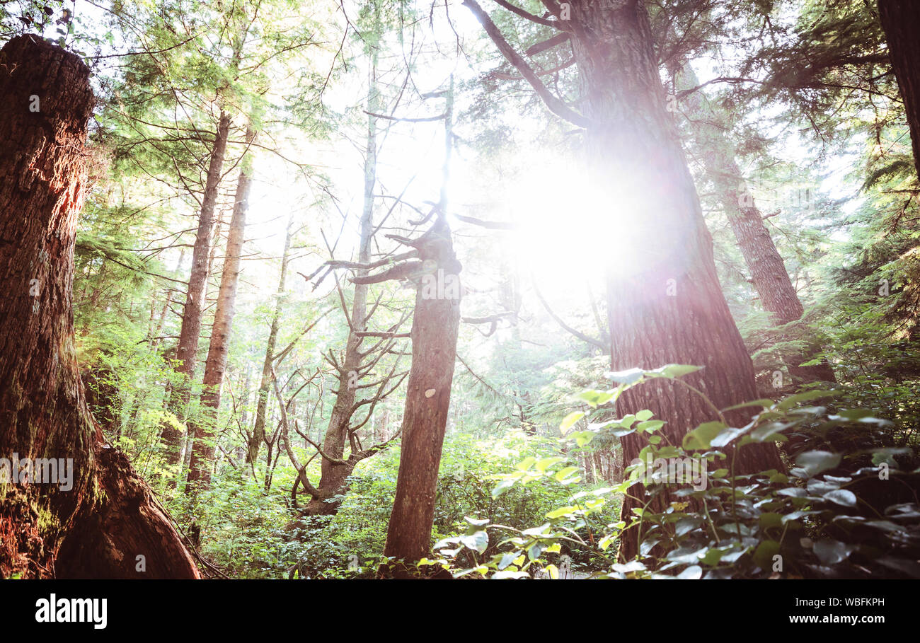 Rain forest with dense vegetation Stock Photo - Alamy