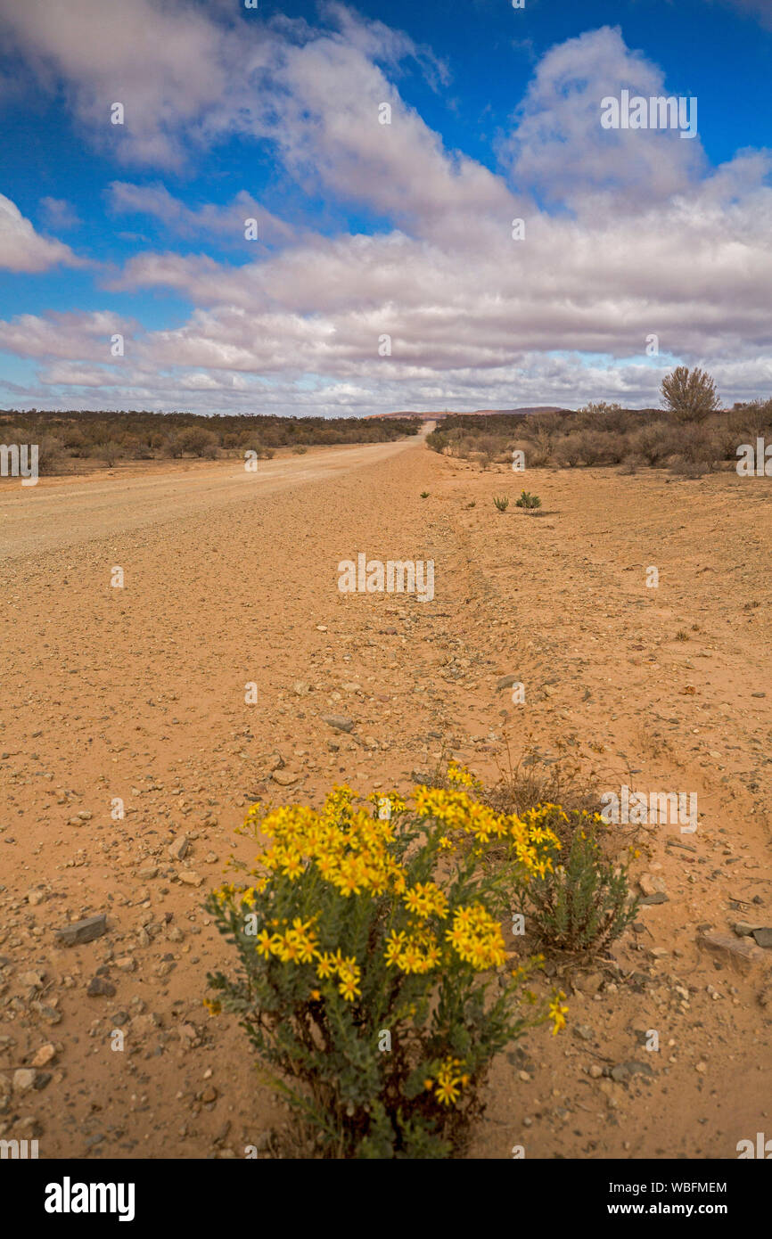 Wildflowers by the road hi-res stock photography and images - Alamy