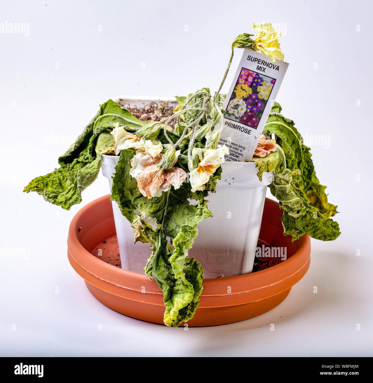 Process dead hi-res stock photography and images - Alamy