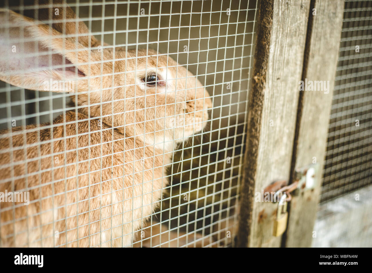 Trapped rabbit hi-res stock photography and images - Alamy