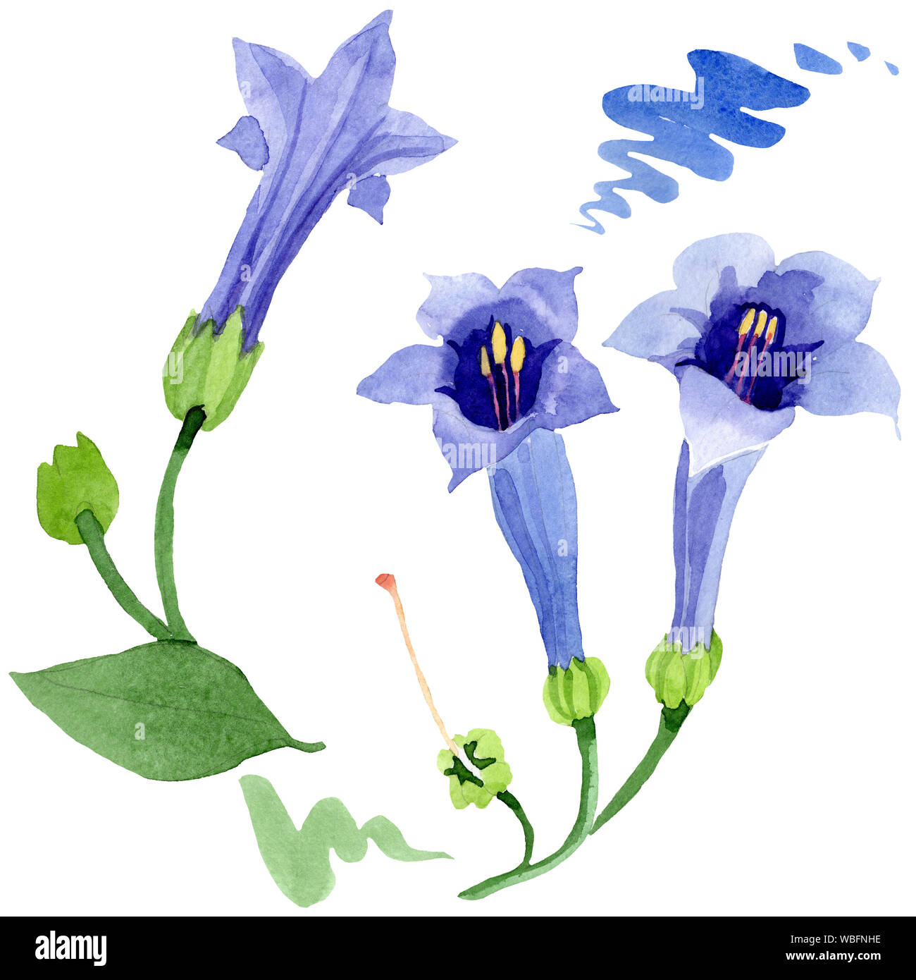 Blue brugmansia floral botanical flowers. Watercolor background set ...