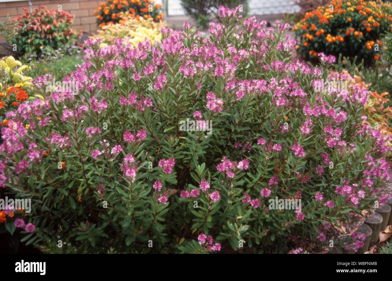 Hebe speciosa is an upright, evergreen, compact shrub that grows into a ... Hebe speciosa is an upright, evergreen, compact shrub that grows into a ...