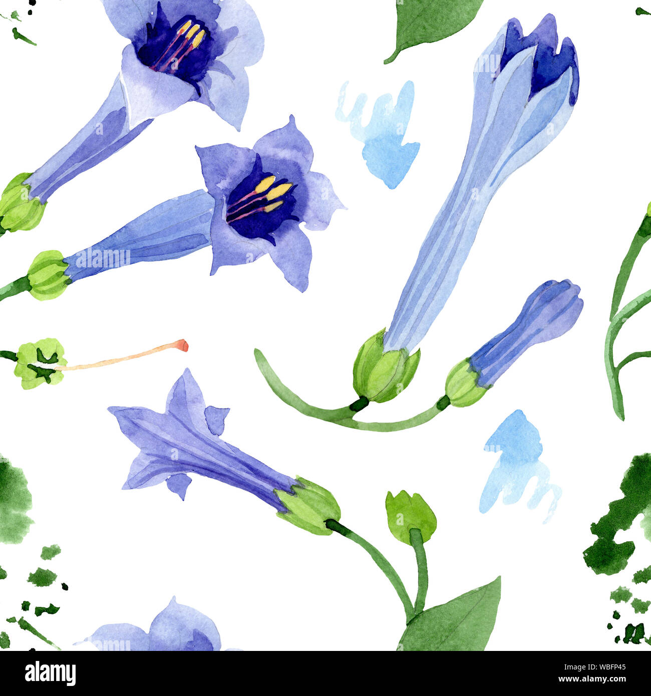 Blue brugmansia floral botanical flowers. Watercolor background ...