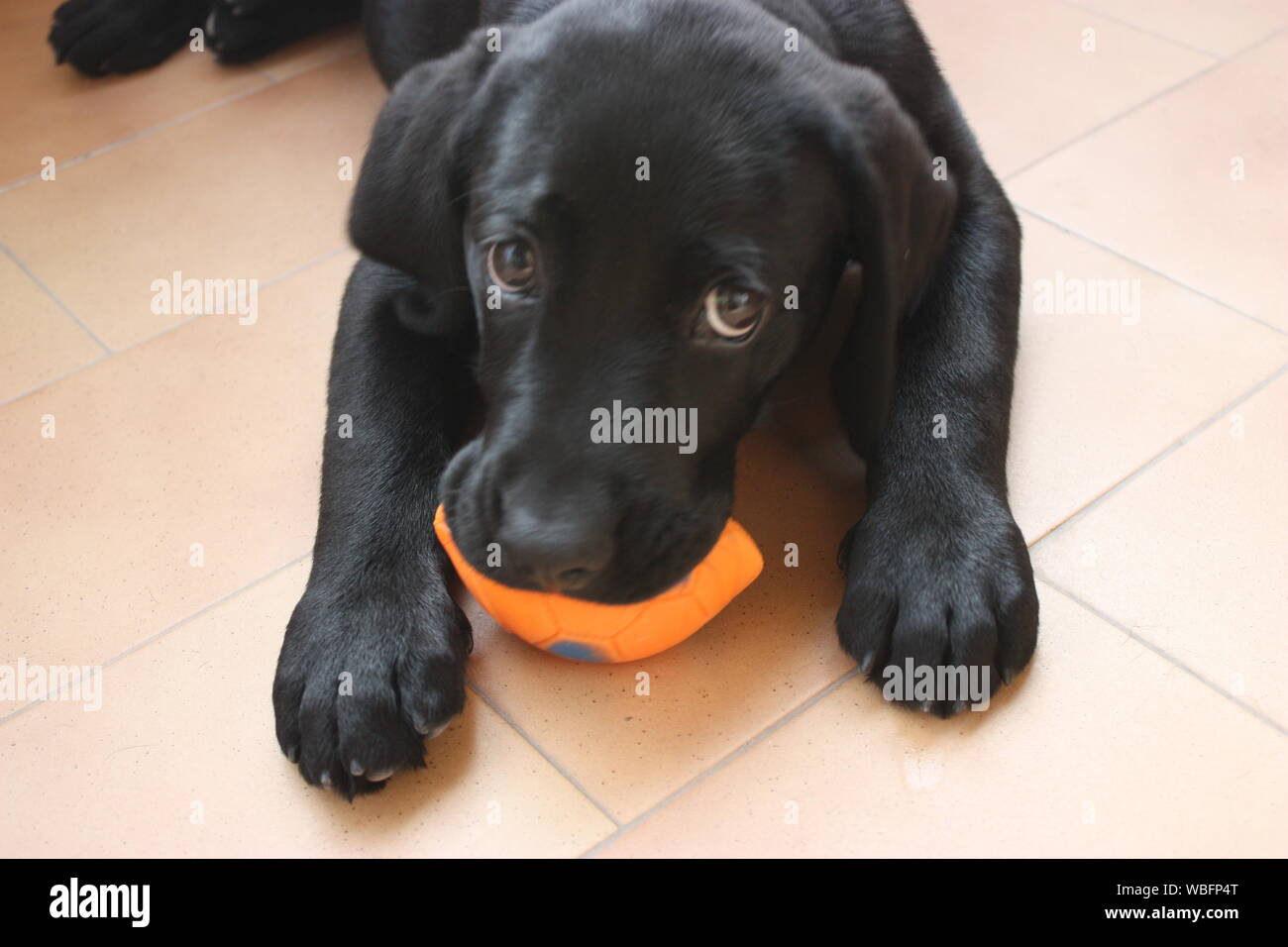 Black labrador with toy hi-res stock photography and images - Alamy